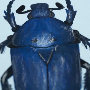 Blue Dung Beetle - Mini Acrylic Painting - Nature - Animal - Bug - Wall ...