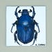 Blue Dung Beetle - Mini Acrylic Painting - Nature - Animal - Bug - Wall ...