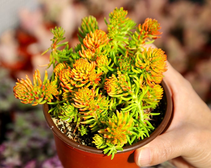Sedum Rupestre ‘angelina’ Live Succulent Plant - Etsy