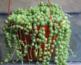 Hanging String of Pearls New Crop Succulent Plant - Etsy