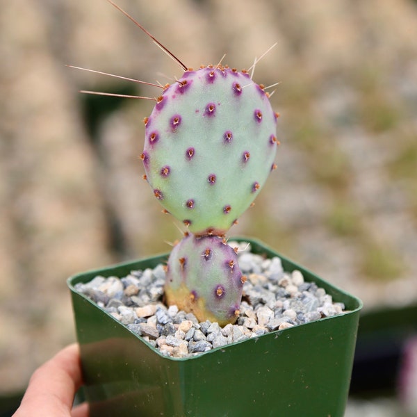Purple Cactus - Etsy