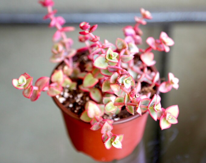 Variegata Crassula Marginalis Rubra Calico Kitten Succulents Plants - 2 ...