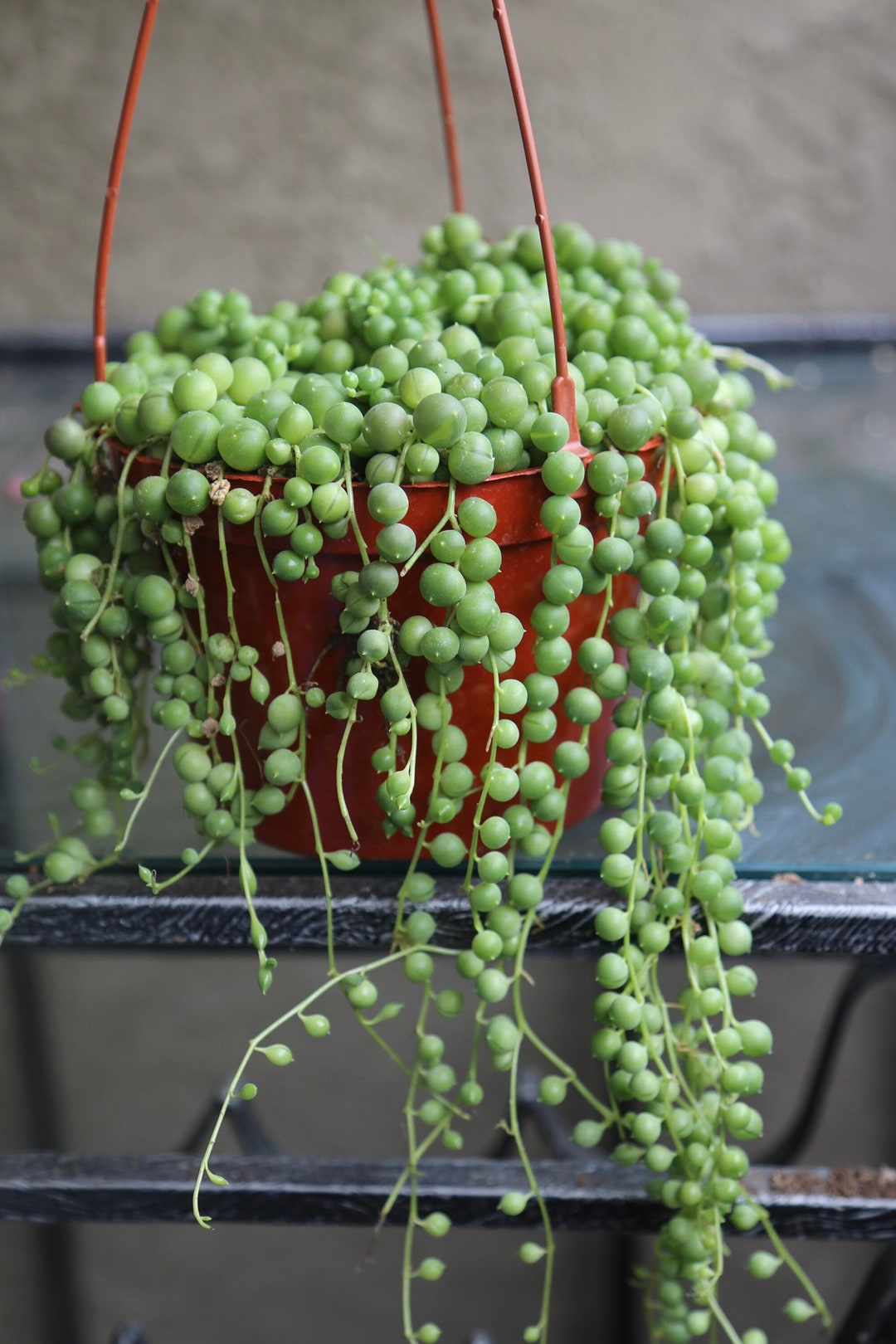String of Pearls - Etsy