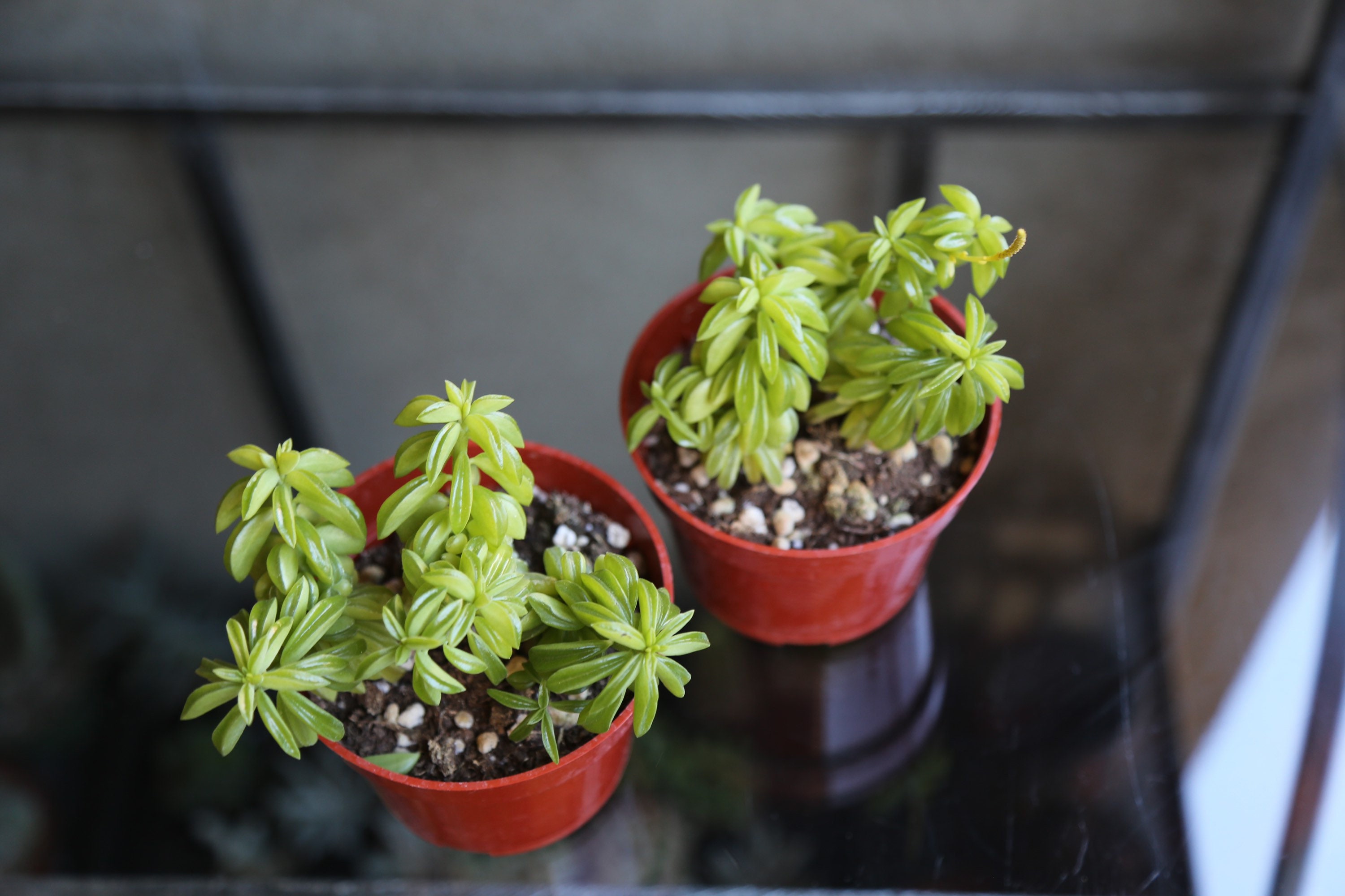Prayer Pepper Peperomia Dolabriformis Live Succulent 4 - Etsy