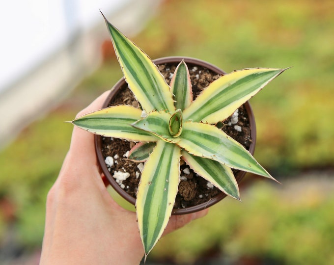 Variegated Quadricolor Agave - Quadricolor Century Plant - Agave ...