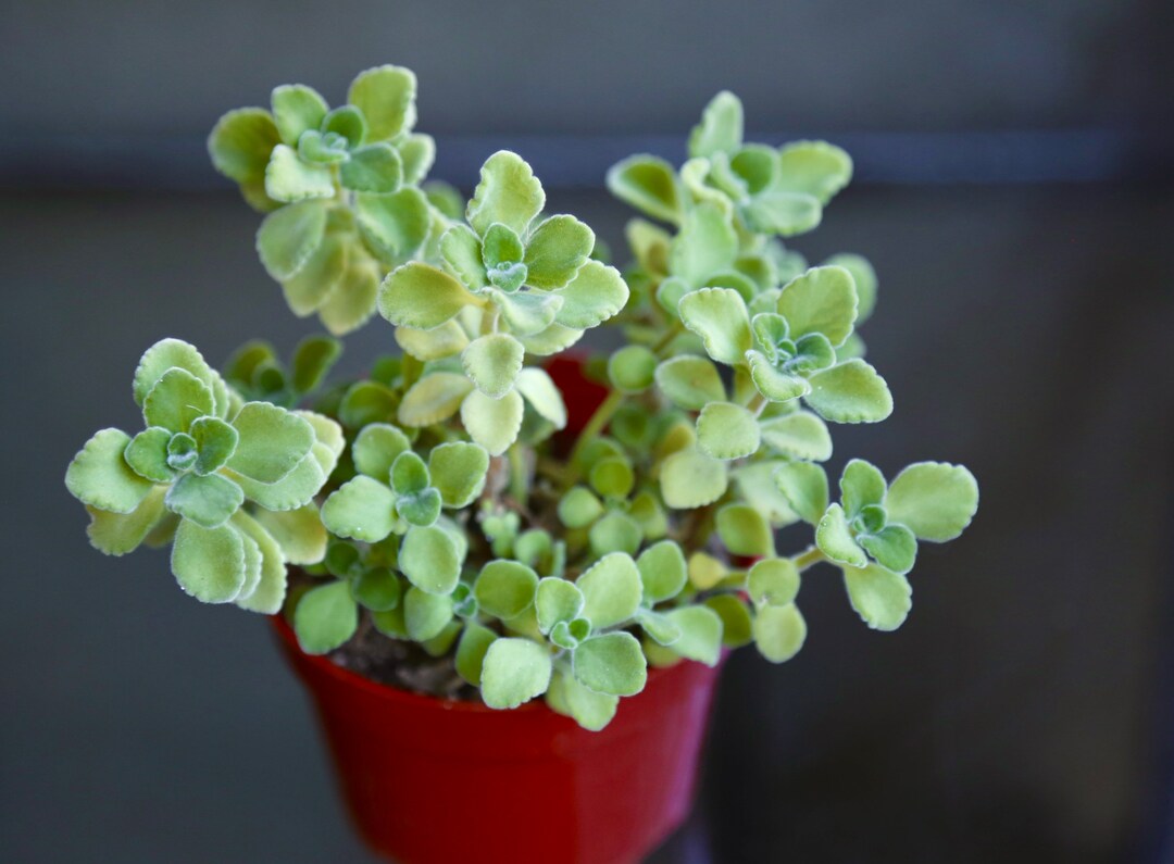 Vicks Plant Plectranthus Tomentosa Light Scent Mint Smell Rare - Etsy