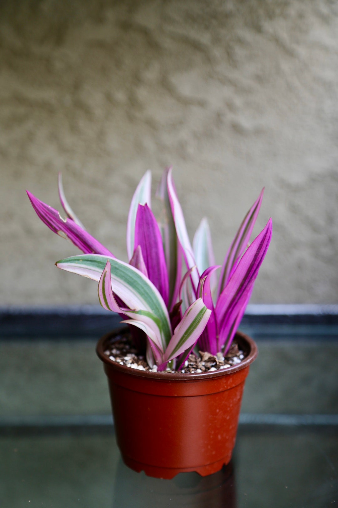 Tradescantia Spathacea Boat Lily Moses in the Cradle Tricolor Plant 2 ...