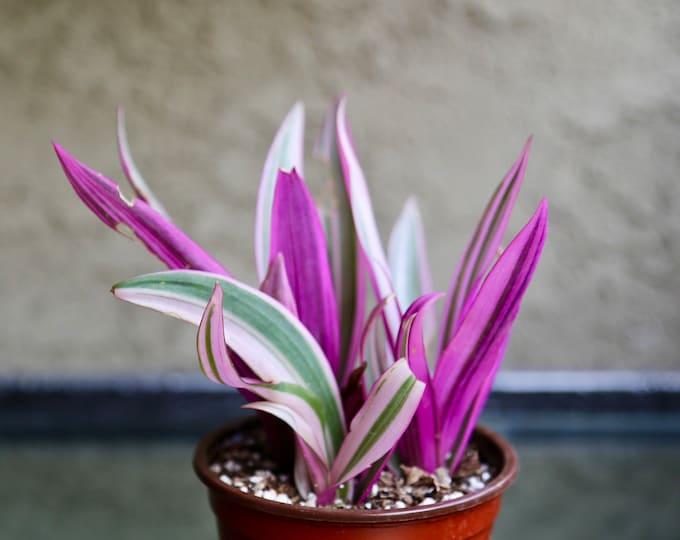 Tradescantia Spathacea Boat Lily Moses in the Cradle Tricolor Plant 2 ...