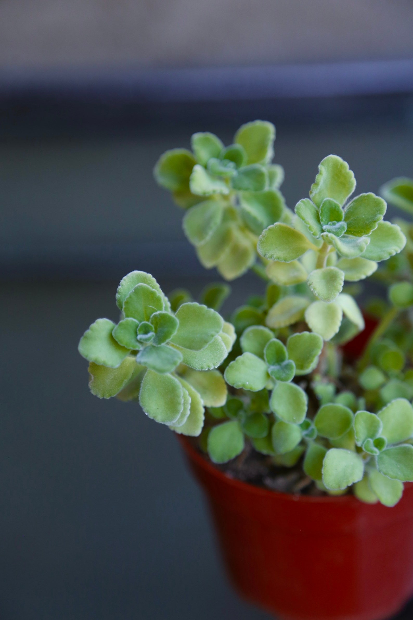 Vicks Plant Plectranthus Tomentosa Light Scent Mint Smell Rare - Etsy
