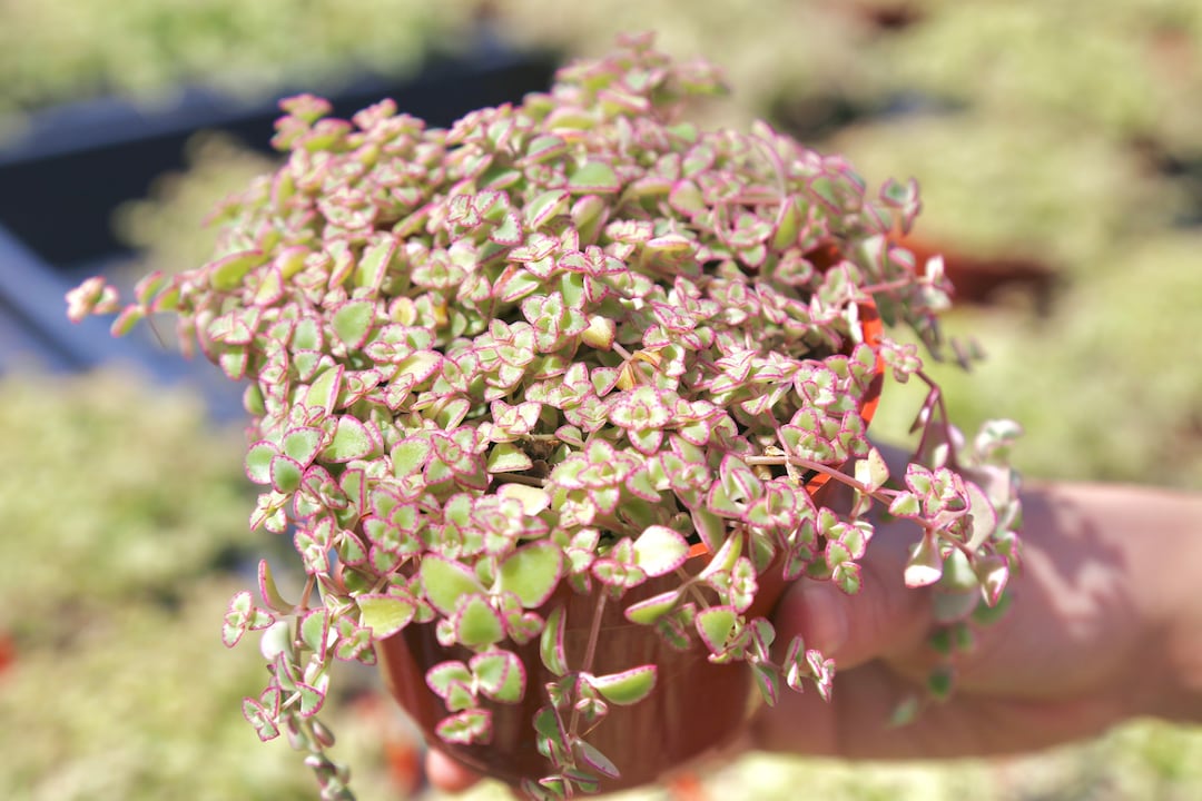 Sedum Little Missy Petite Bicolor Crassula Pellucida Ssp. Marginalis in ...