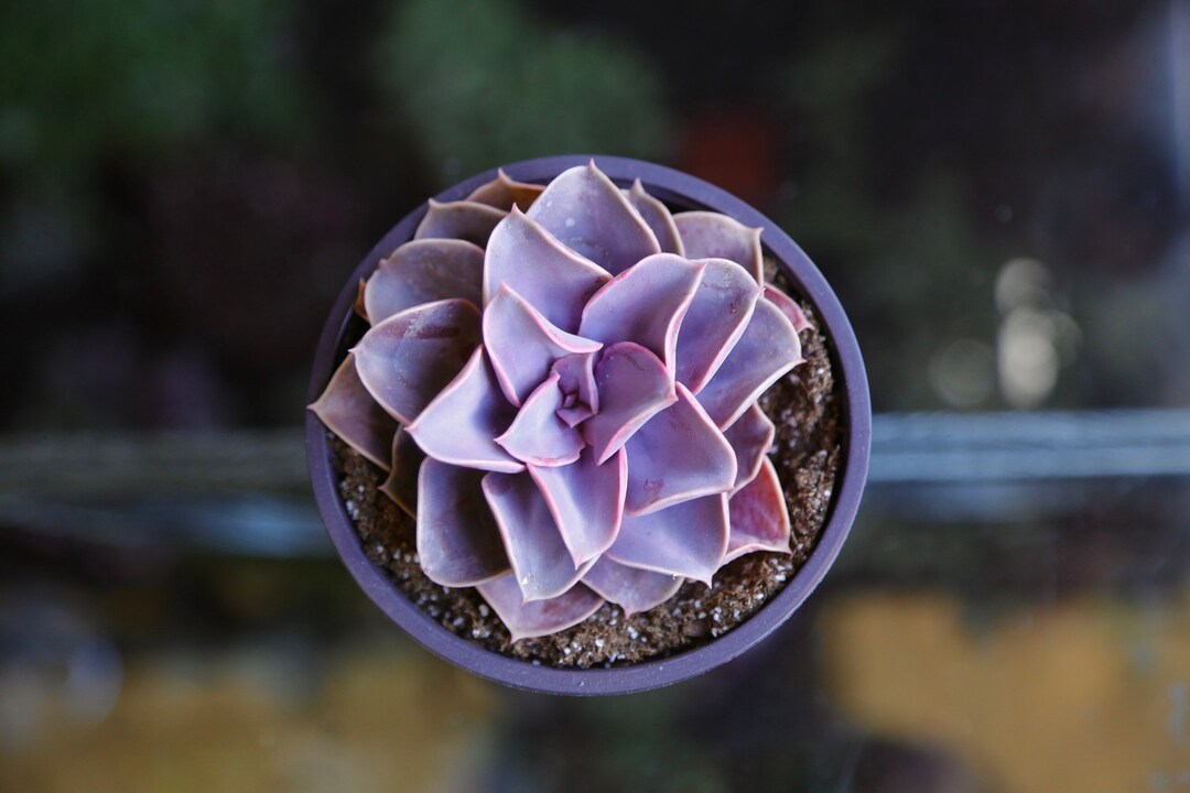 Echeveria Perle Von Nurnberg Live Succulent Plant in 2” 4” Pot - Etsy