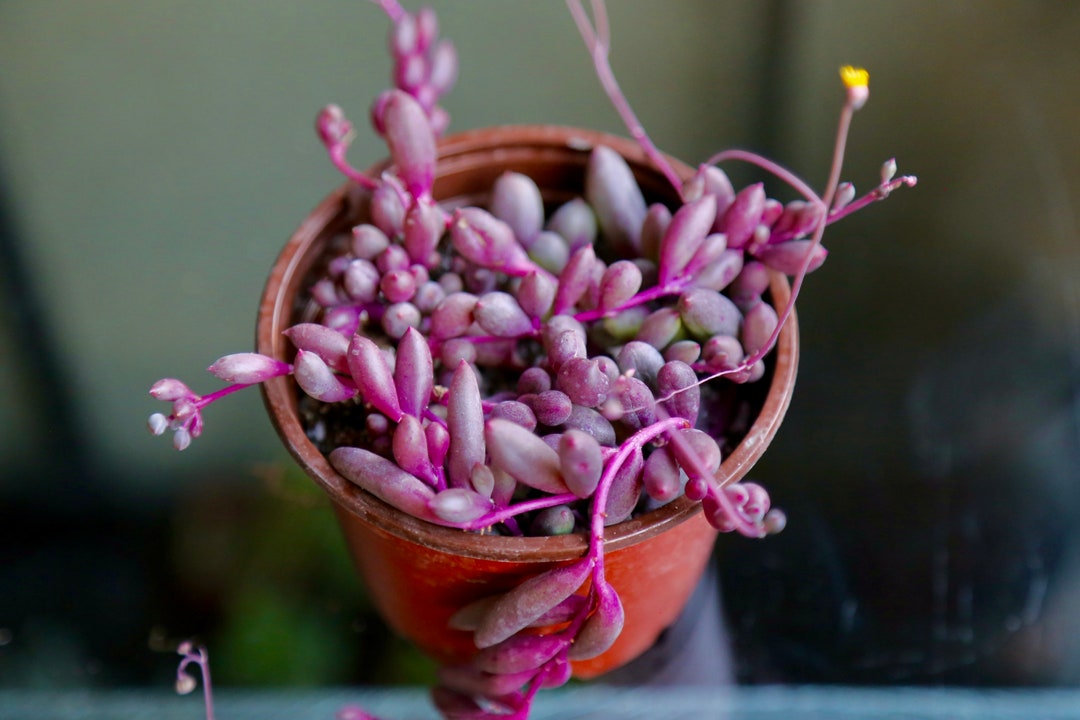 String of Rubies Othonna Capensis Ruby Necklace Trailing - Etsy