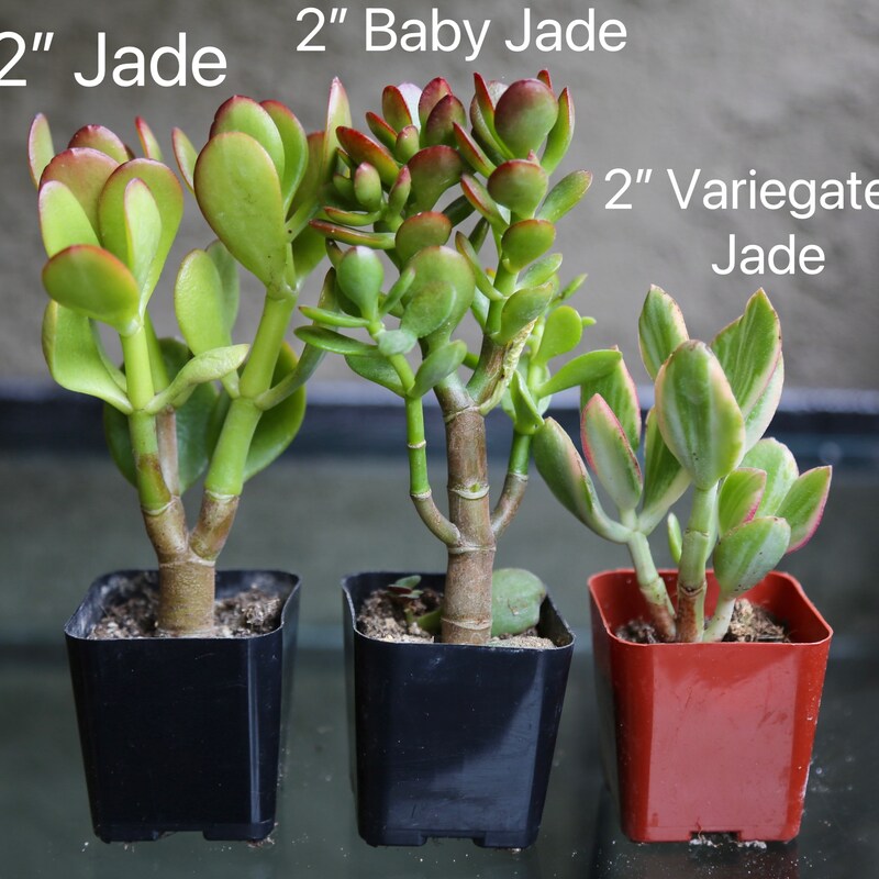 Jade Plant - Etsy