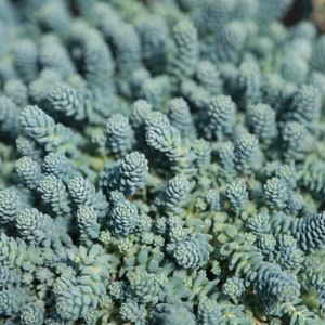 Sedum Dasyphyllum Major Blue Tears Sedum Live Succulent Plants 2" 4” 6 ...