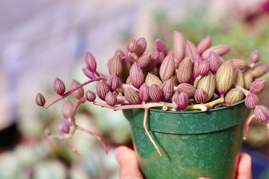 String of Watermelons - Etsy