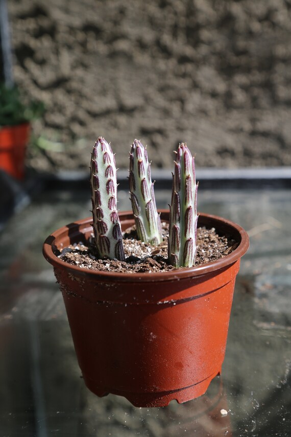 Rare White Snake Candlestick Pickle Plant Senecio Kleinia - Etsy