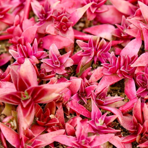Red Pagoda Crassula - Etsy