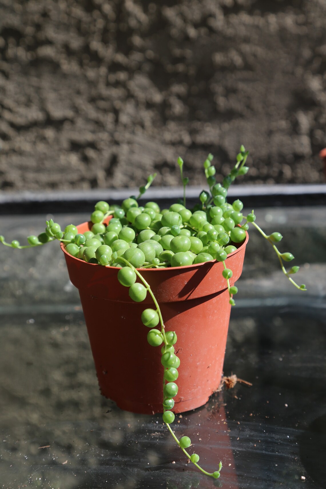 String of Pearls - Etsy
