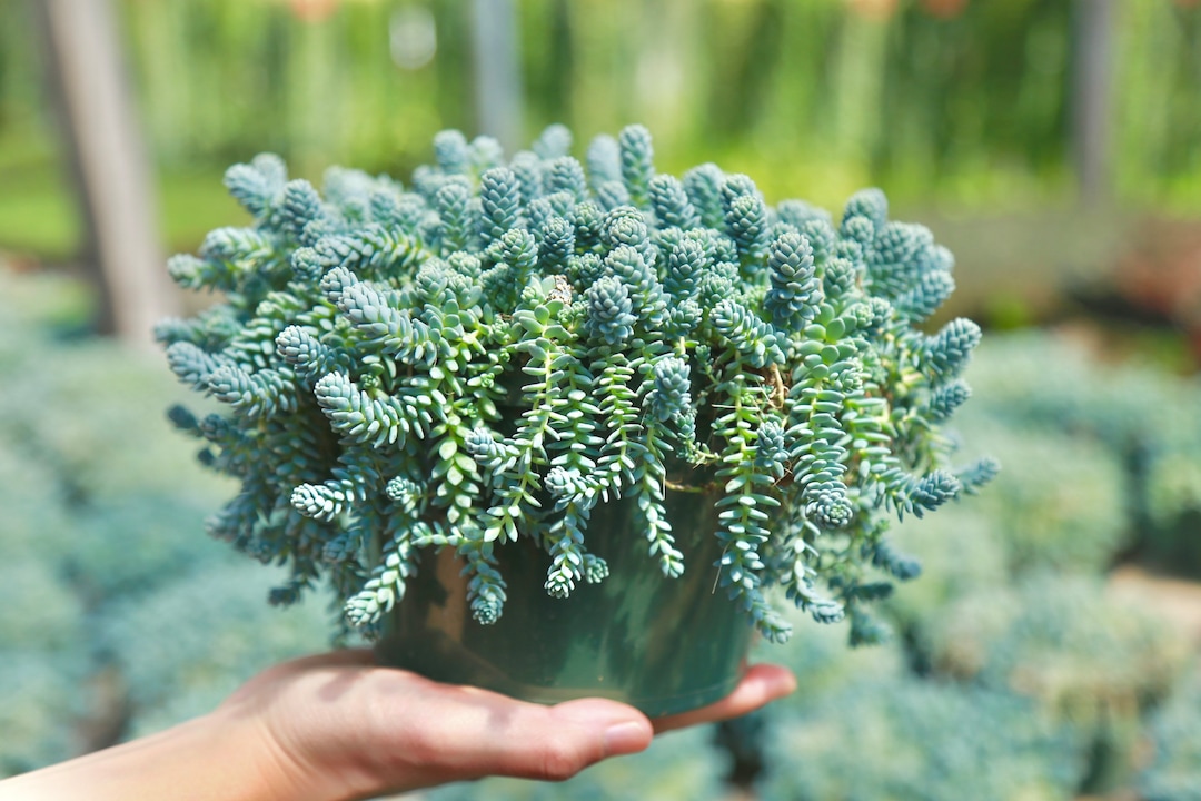 Sedum Dasyphyllum Major Blue Tears Sedum Live Succulent Plants 2" 4” 6 ...