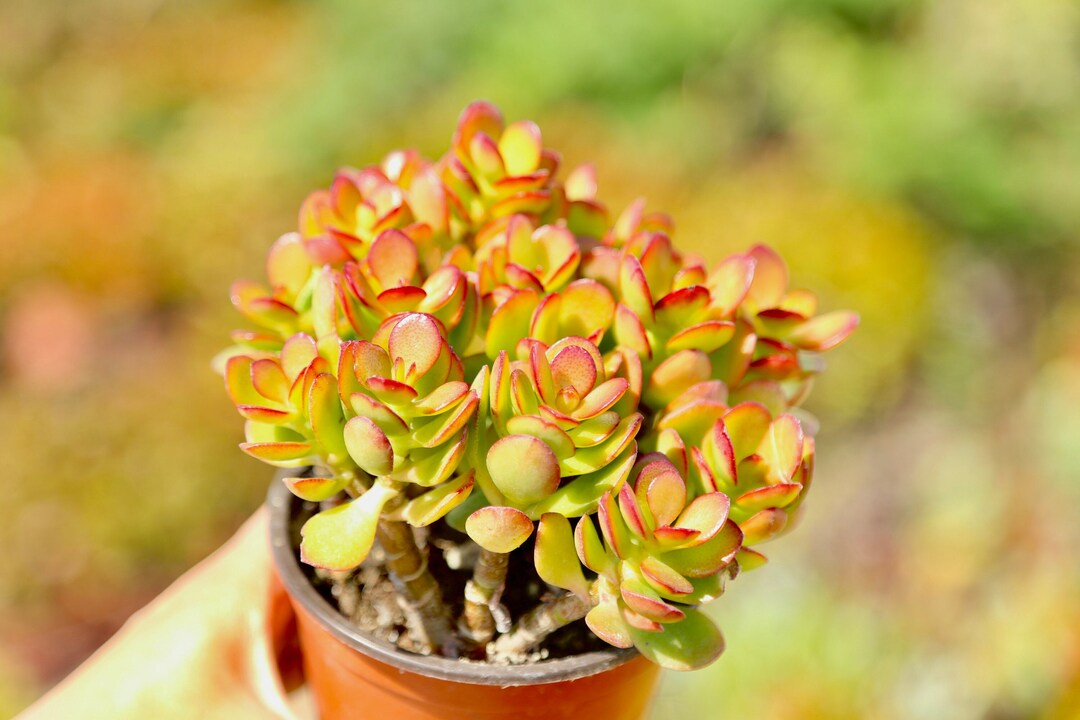 Baby Jade Crassula Ovata Compacta Jade Live Succulent - Etsy