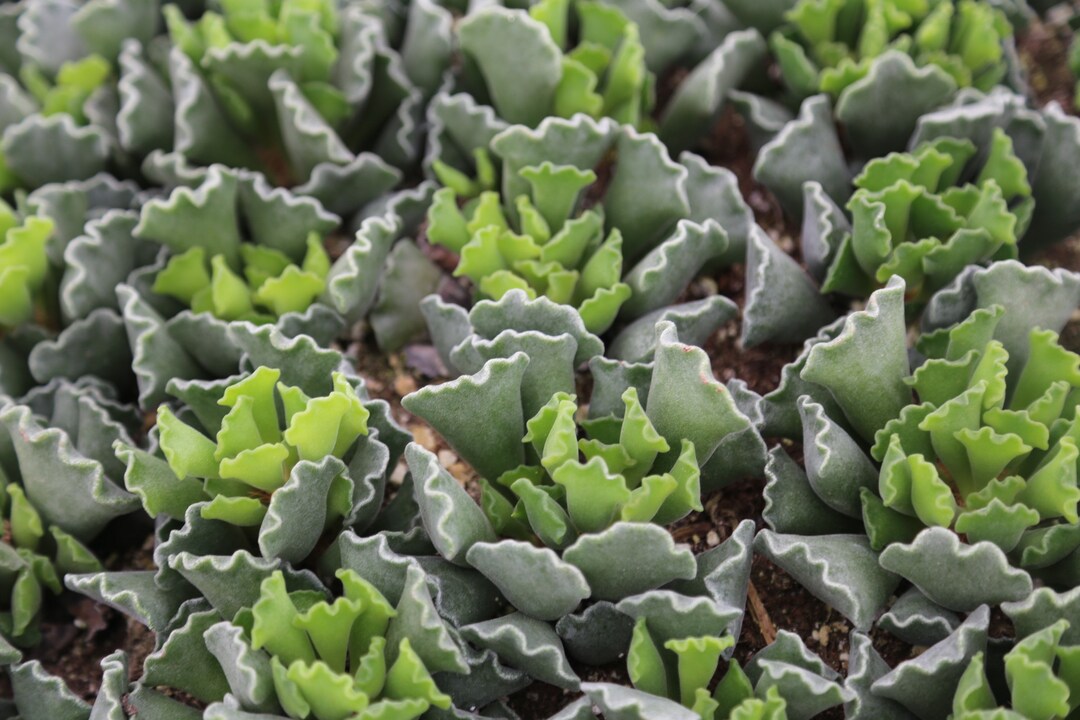 Crinkle Leaf Plant Adromischus Cristatu Key Lime Pie Live Succulent ...