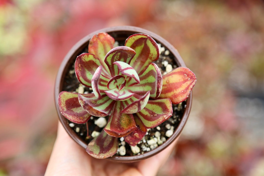 Echeveria Nodulosa ’maruba Benitsukasa‘, Painted Lady Live Succulent Plant - Etsy