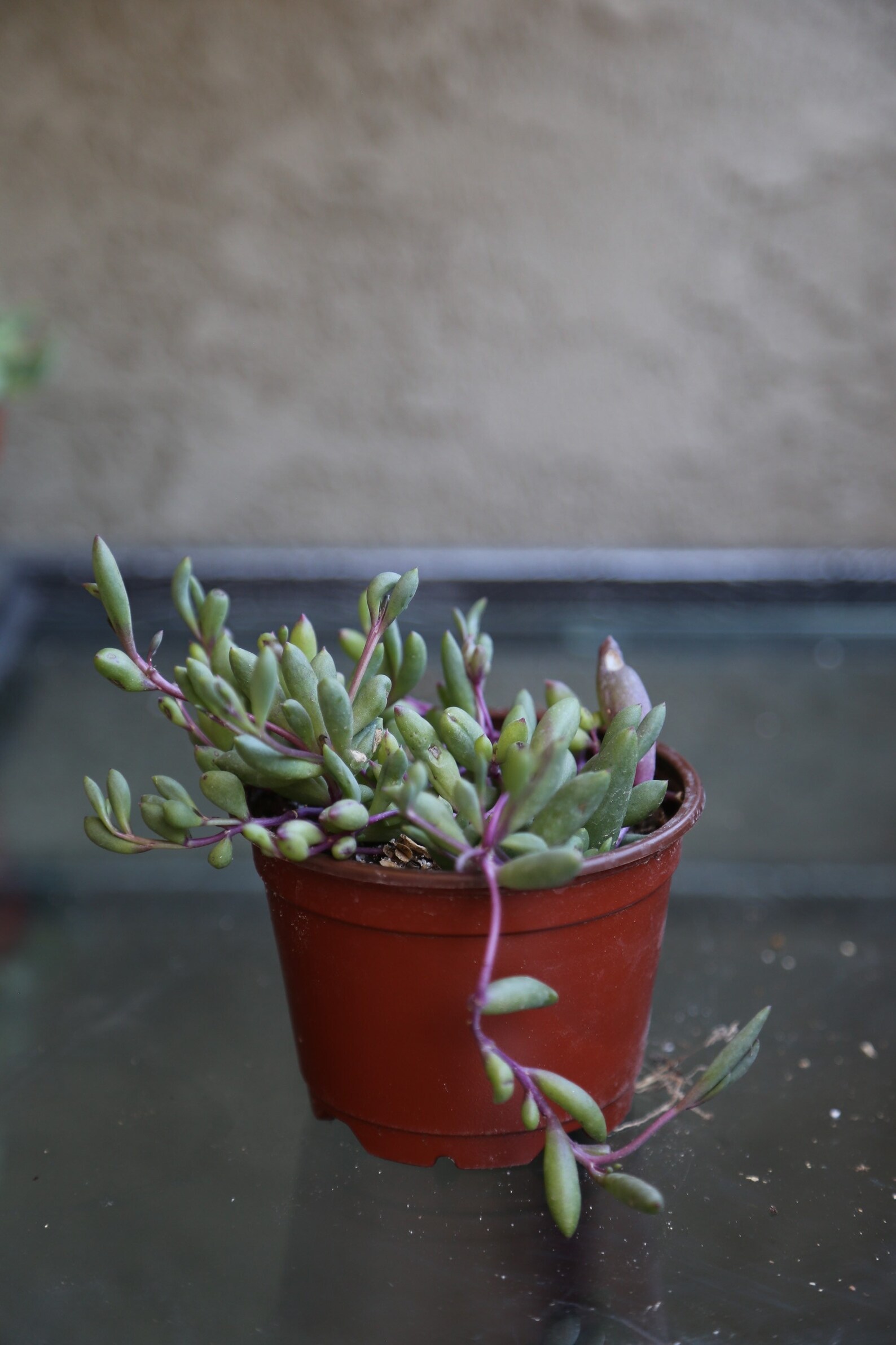 String of Rubies Othonna Capensis Ruby Necklace Trailing - Etsy