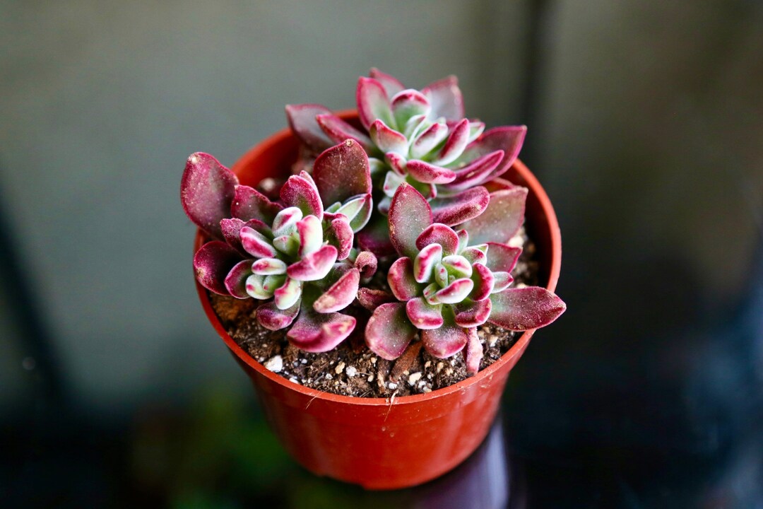 Echeveria Ruby Slippers Red Succulent 2" 4" Ship in Pot - Etsy