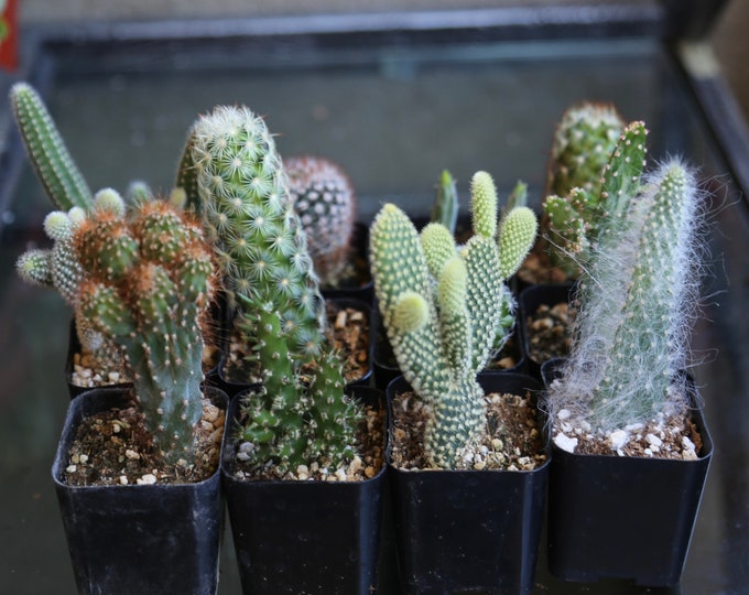 3/6/9/12/15/18/21/24/30/34/100 Combo Pack of 2 Potted Cacti Cacti Combo ...
