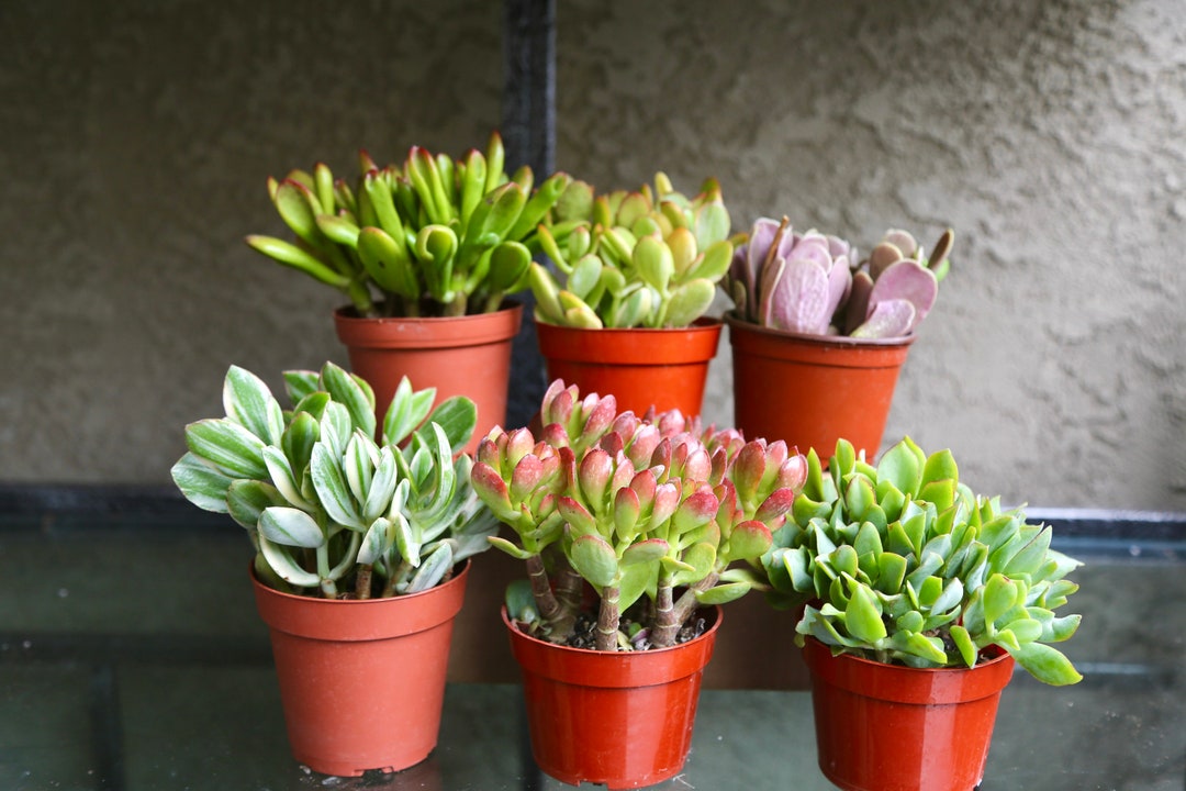 Baby Jade Variegated Jade Trailing Jade Ruffled Jade Gollum Jade ...