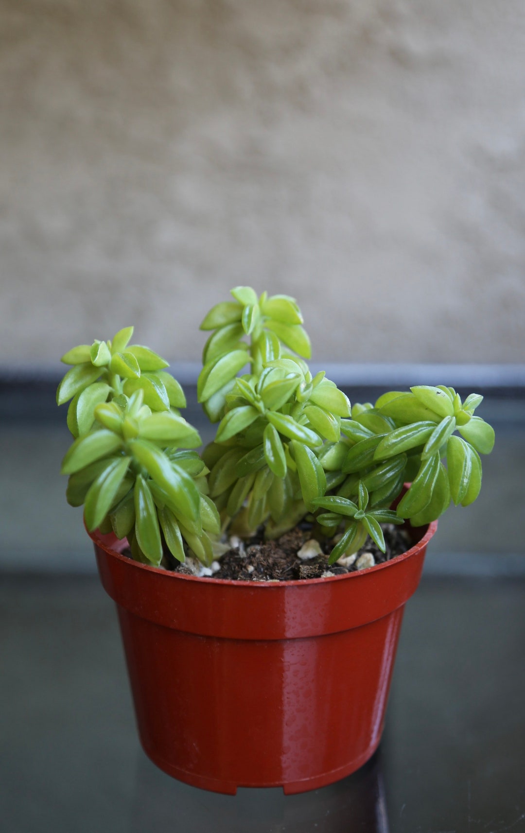Prayer Pepper Peperomia Dolabriformis Live Succulent 4 - Etsy