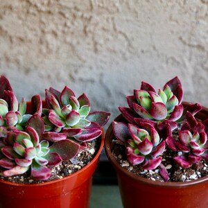 Echeveria Ruby Slippers Red Succulent 2" 4" Ship in Pot - Etsy
