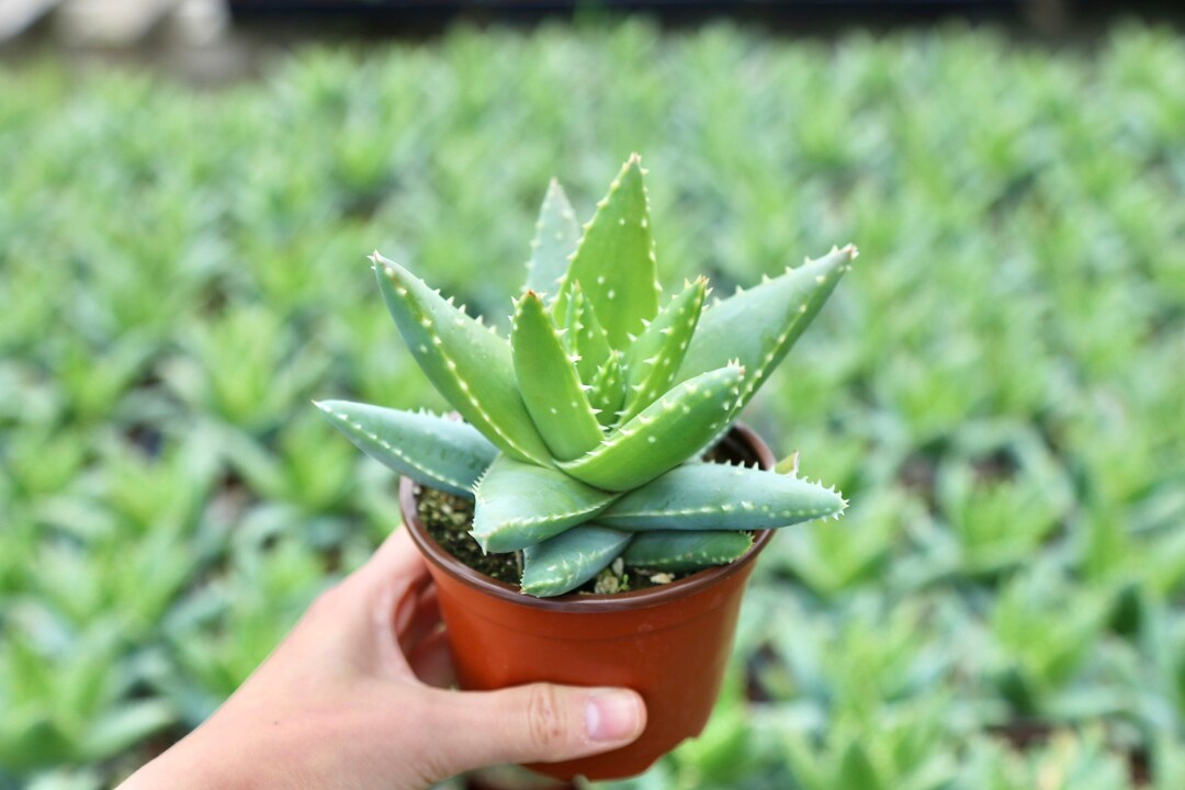 Aloe Brevifolia Short-leaf Aloe Crocodile Plant Live Succulent in 2 4 ...