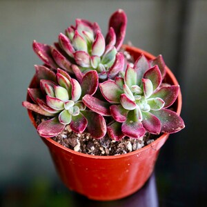 Echeveria Ruby Slippers Red Succulent 2" 4" Ship in Pot - Etsy