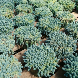 Sedum Dasyphyllum Major Blue Tears Sedum Live Succulent Plants 2" 4” 6 ...