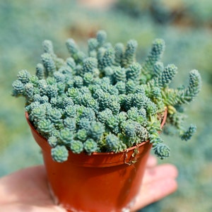 Sedum Dasyphyllum Major Blue Tears Sedum Live Succulent Plants 2" 4” 6 ...