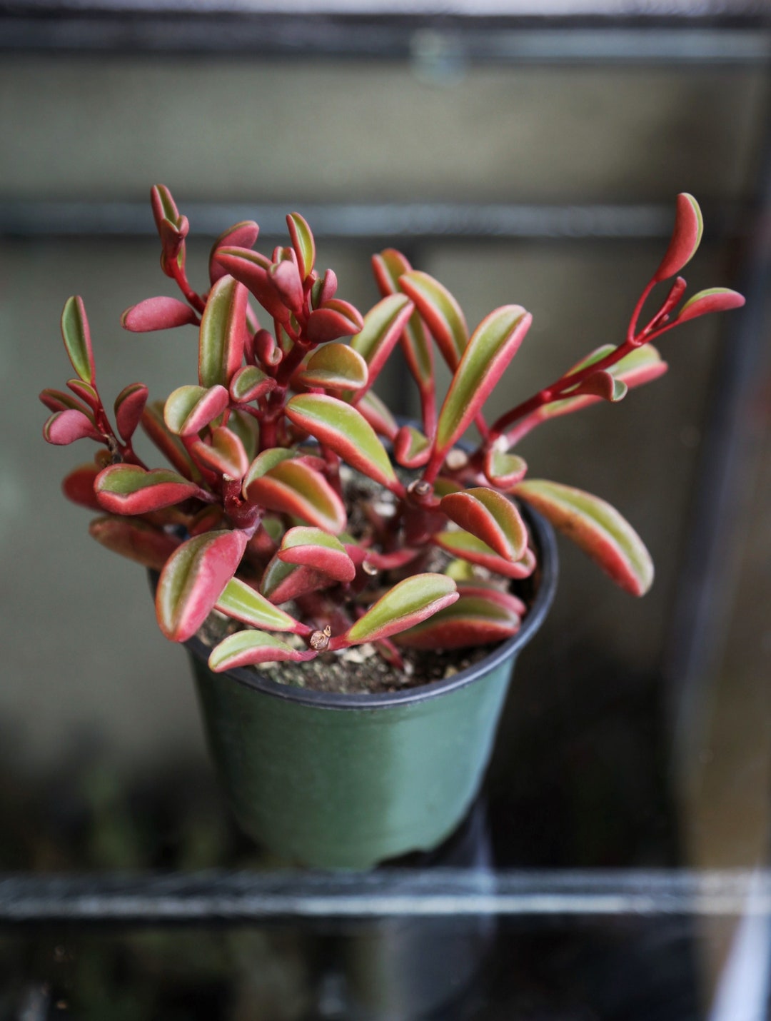 Live Houseplant Ruby Glow Peperomia Graveolens, Peperomia Plant ...