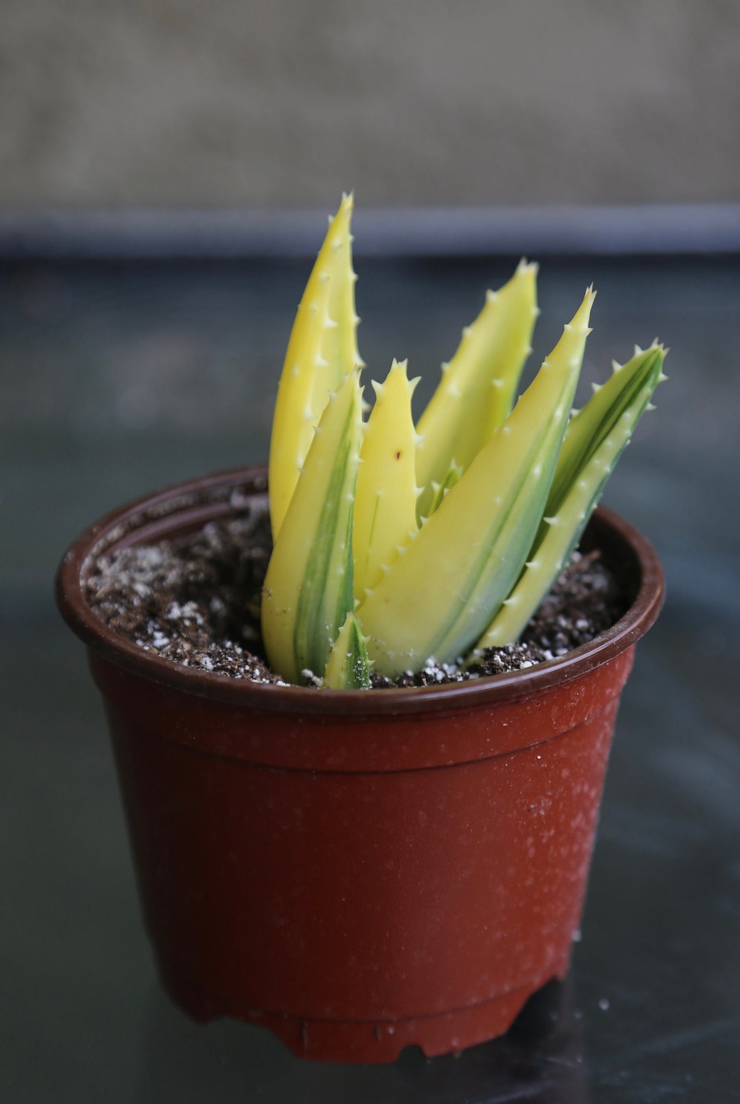 Variegated Aloe Nobilis/ Variegated Golden Tooth Aloe Live Succulent 2 ...
