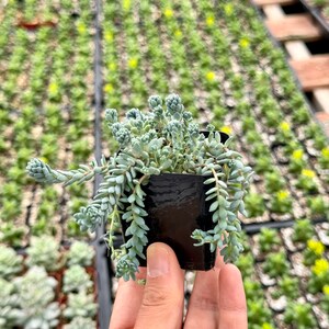 Sedum Dasyphyllum Major Blue Tears Sedum Live Succulent Plants 2" 4” 6 ...