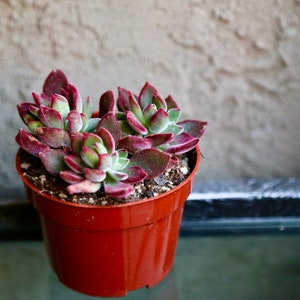 Echeveria Ruby Slippers Red Succulent 2" 4" Ship in Pot - Etsy