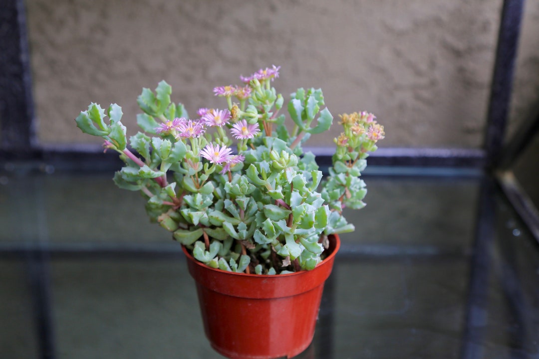 Pink Ice Plant Vigye Sandston Oscularia Deltoides Live Succulent Plant ...