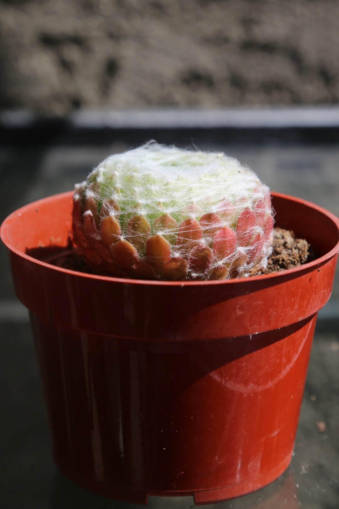 Cobweb Houseleek Sempervivum Arachnoideum Cebenese Spider Web Hens ...