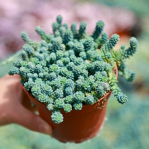 Sedum Dasyphyllum Major Blue Tears Sedum Live Succulent Plants 2" 4” 6 ...