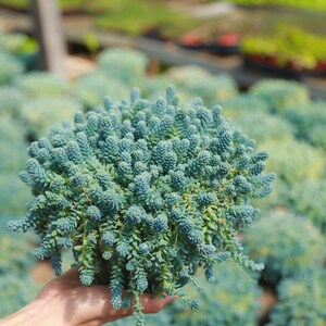 Sedum Dasyphyllum Major Blue Tears Sedum Live Succulent Plants 2" 4” 6 ...