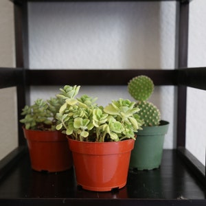 Vicks Plant Plectranthus Tomentosa Light Scent Mint Smell Rare - Etsy