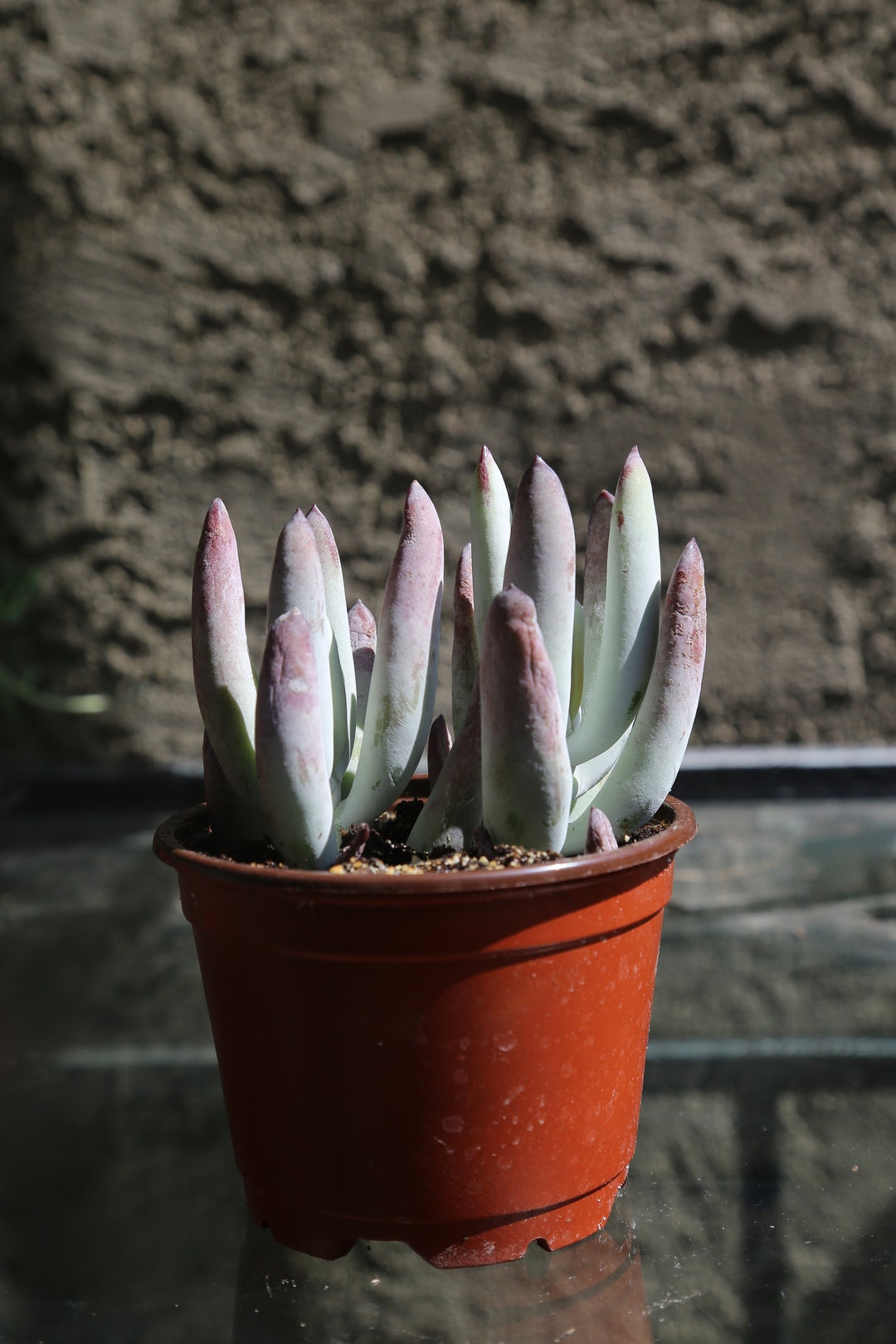 Cotyledon Orbiculata Lady Finger Live Succulent Plant - Etsy