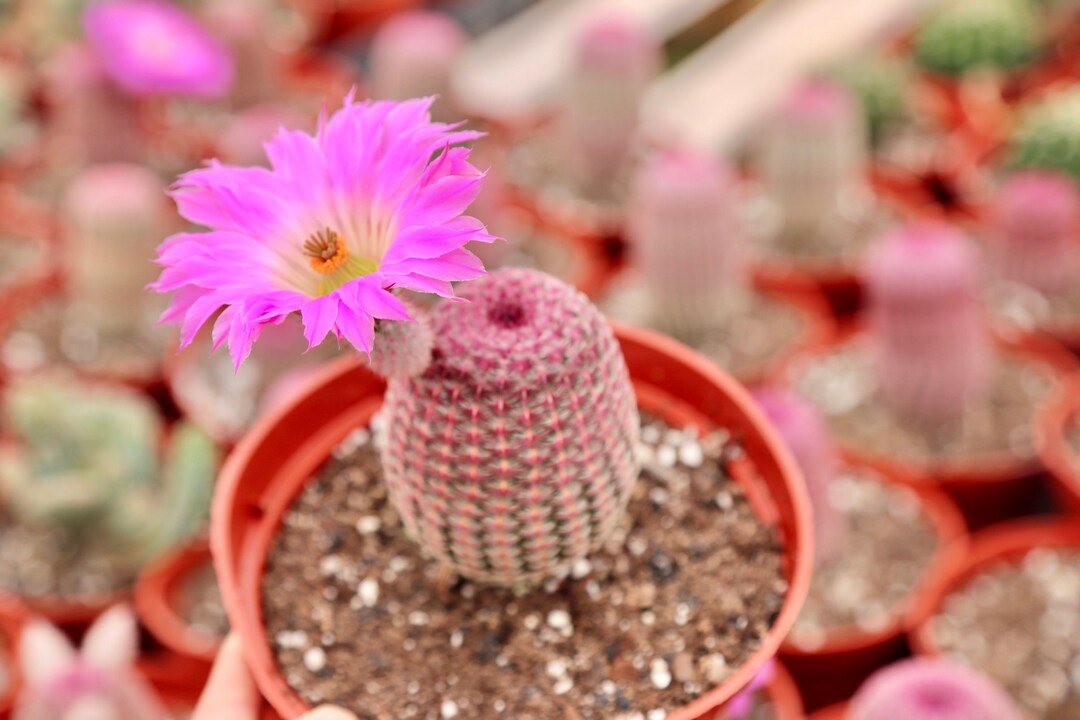 Rainbow Hedgehog Cactus, Echinocereus Rigidissimus Rubrispinus, Pink ...