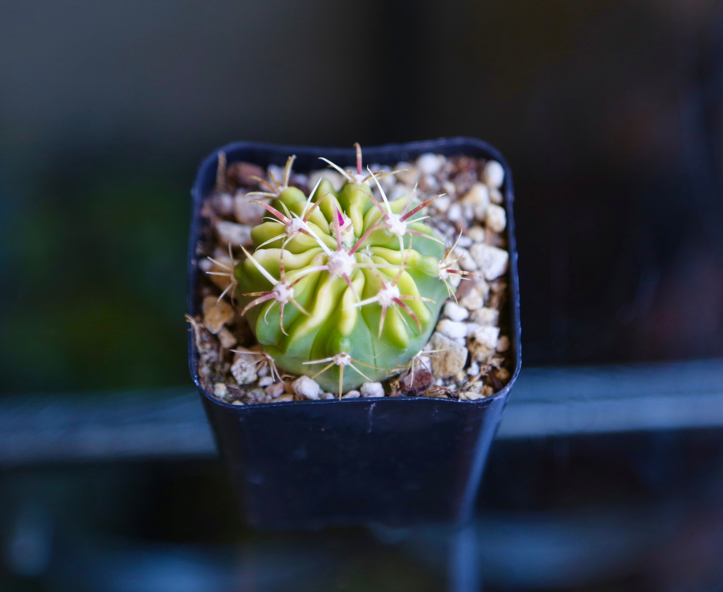 Rare Variegated Devils Tongue Barrel Cactus Ferocactus - Etsy
