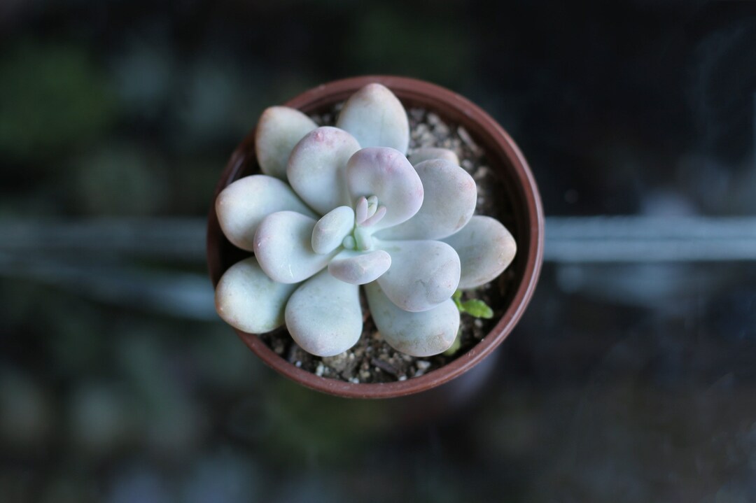 Pachyveria Blue Haze Moonstone 2” 4” Succulent - Etsy