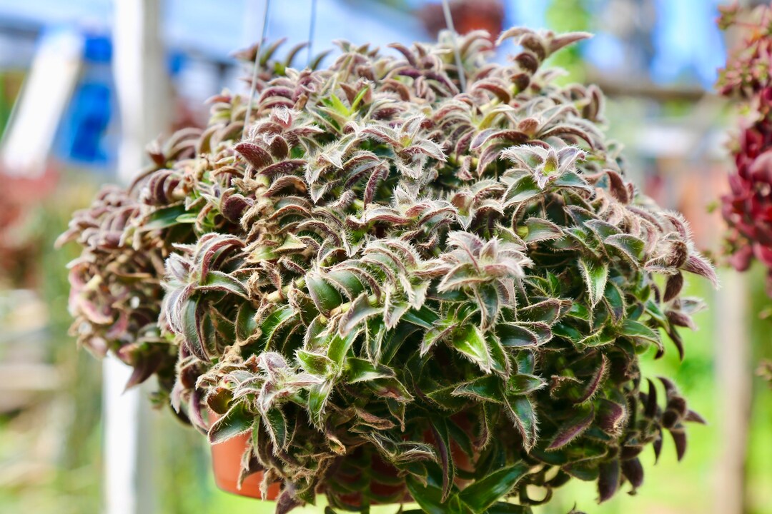 Kitten Ears Cyanotis Somaliensis Pussy Ears Live Succulent Houseplant In 2 4 Pot Etsy